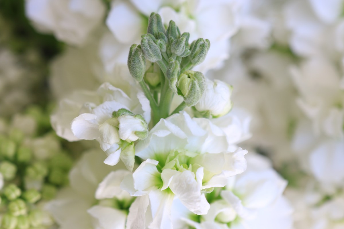 Floral Portrait Series: White Stalk Flowers – Frozen Rope Photography