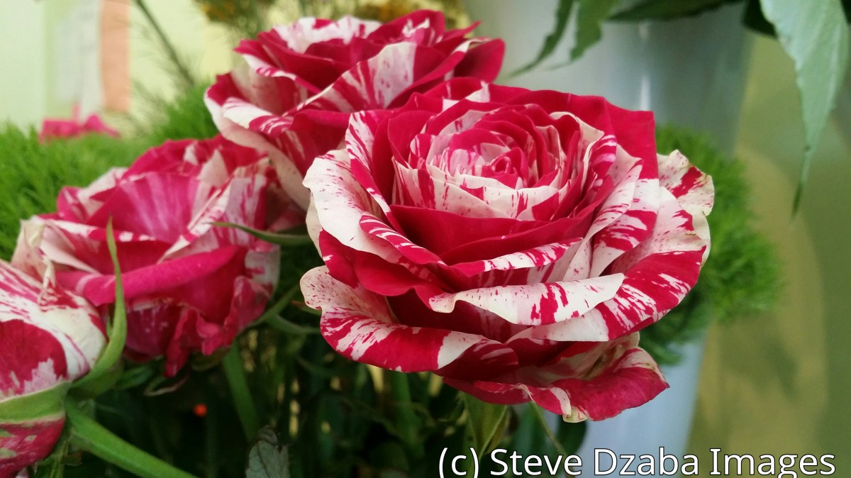 Floral Portrait: The Harlequin Roses – Frozen Rope Photography