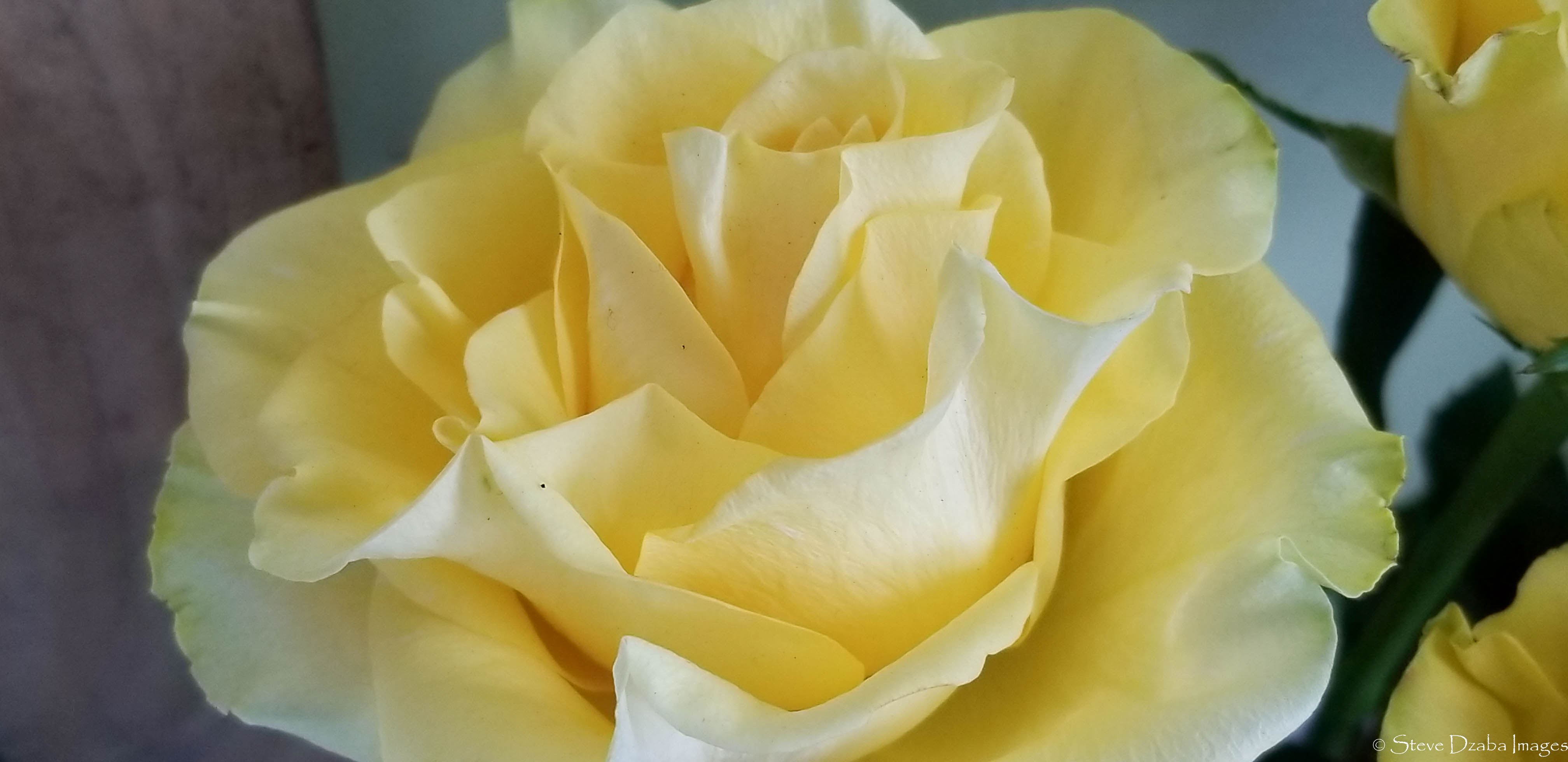 Floral Portrait Series: The High & Yellow Magic Rose (Natural Light ...